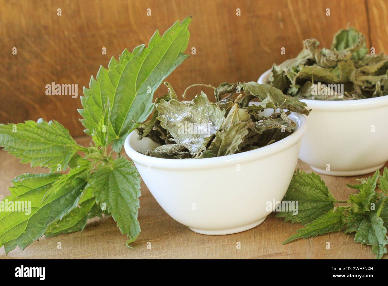 Fresh green nettle in spring hi-res stock photography and images - Alamy