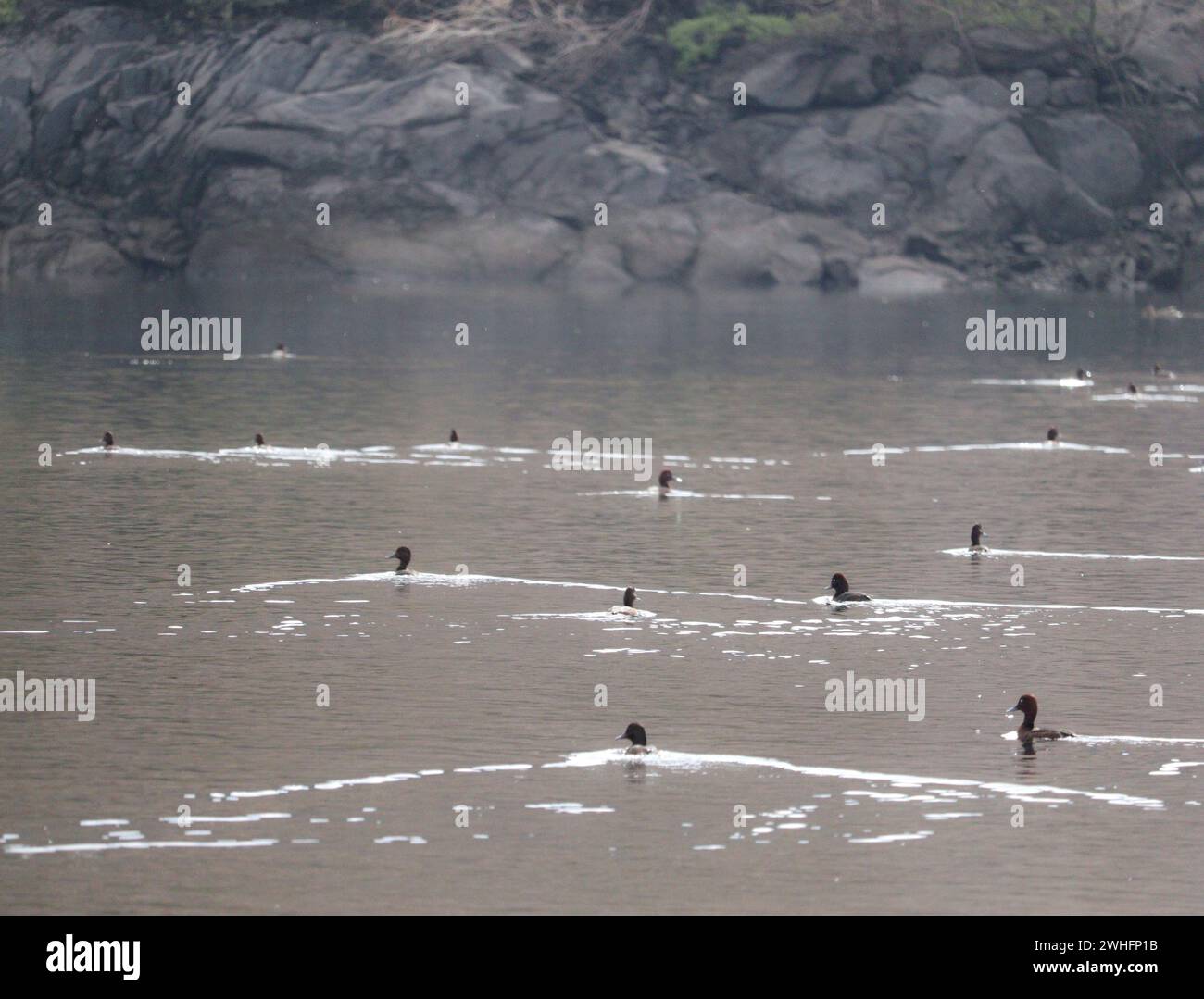migratory birds (ferruginous ducks) on the river Nile in Aswan, Egypt ...