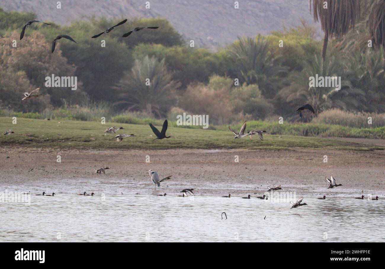 Birds tropical regions hi-res stock photography and images - Alamy