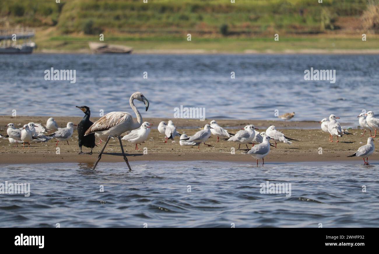 different migratory birds on the river Nile in Aswan, Egypt Stock Photo ...