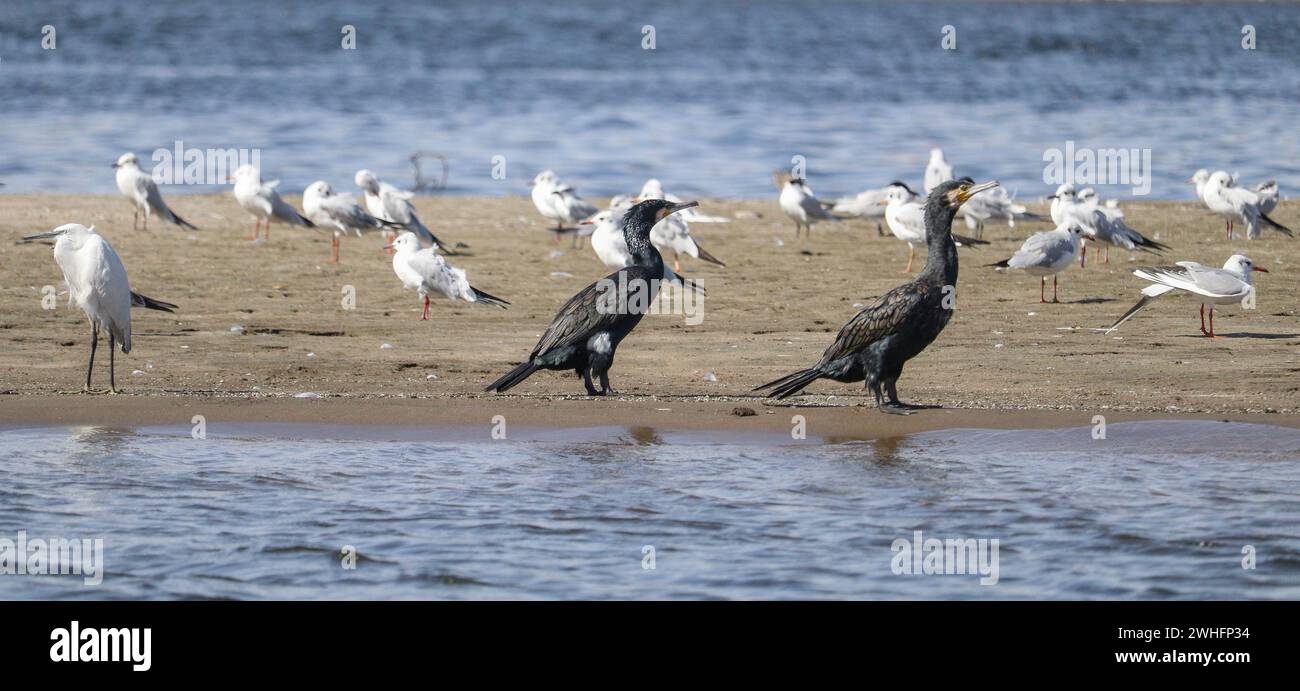 different migratory birds on the river Nile in Aswan, Egypt Stock Photo ...