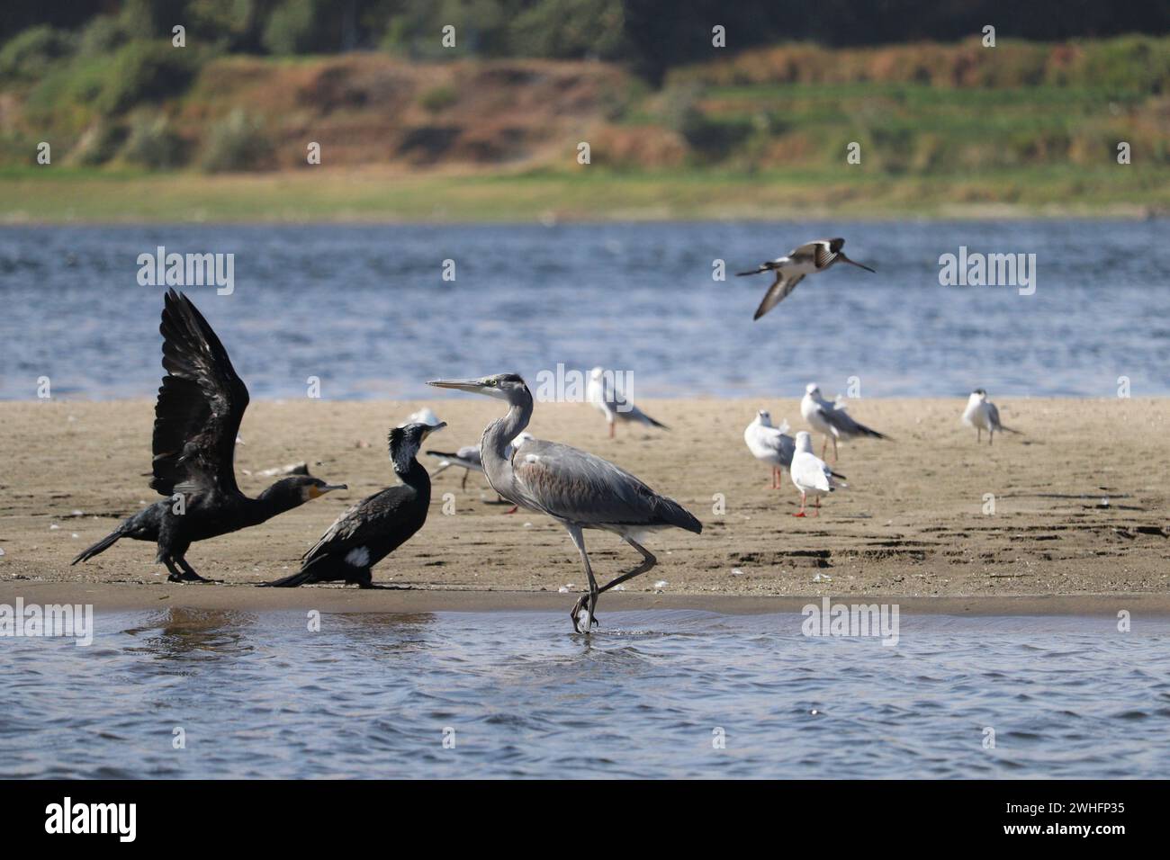 different migratory birds on the river Nile in Aswan, Egypt Stock Photo ...
