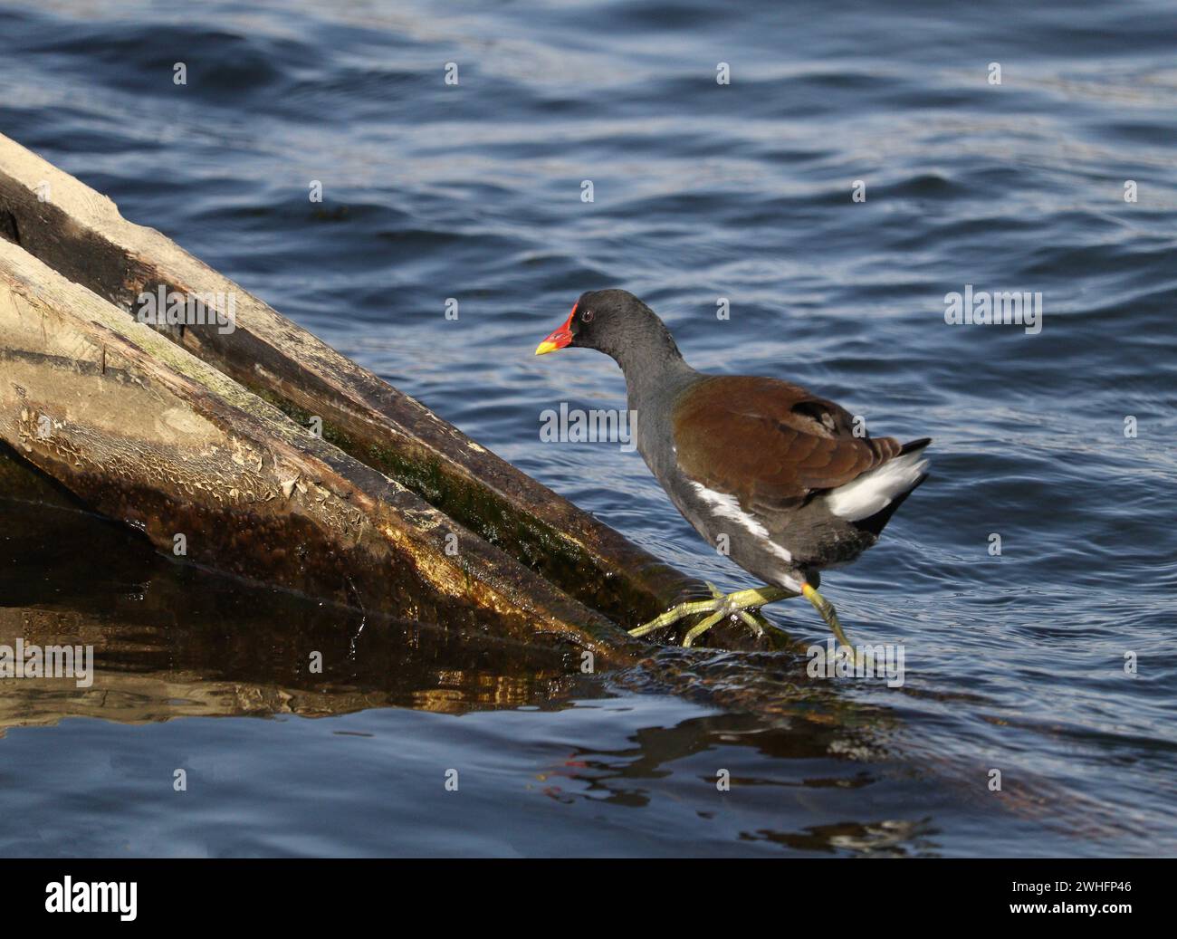 common moorhen bird on the river Nile in Aswan Stock Photo - Alamy