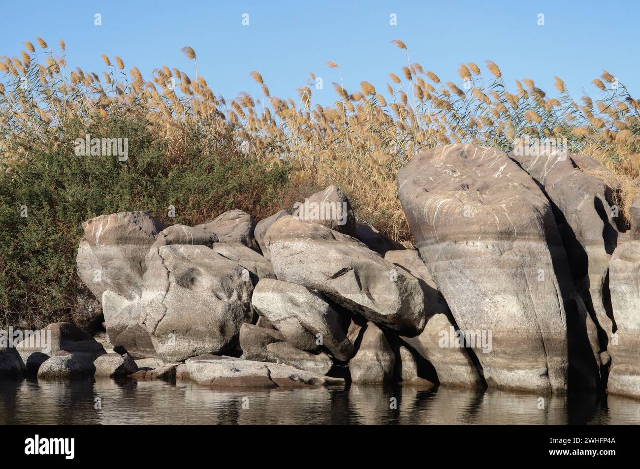 Giant reeds aswan hi-res stock photography and images - Alamy