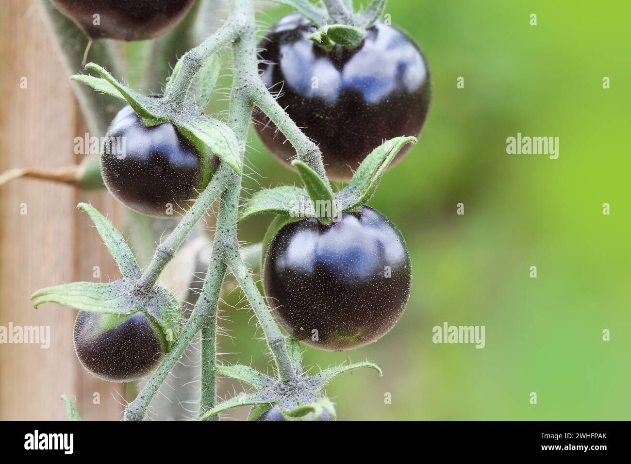 Black tomatoes on a branch in the garden. Indigo rose tomato Stock ...