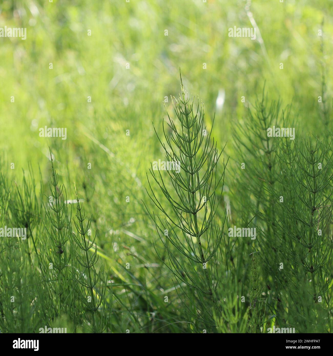 Wild plants - green background of horsetail or Tolkachik or Equisetum ...