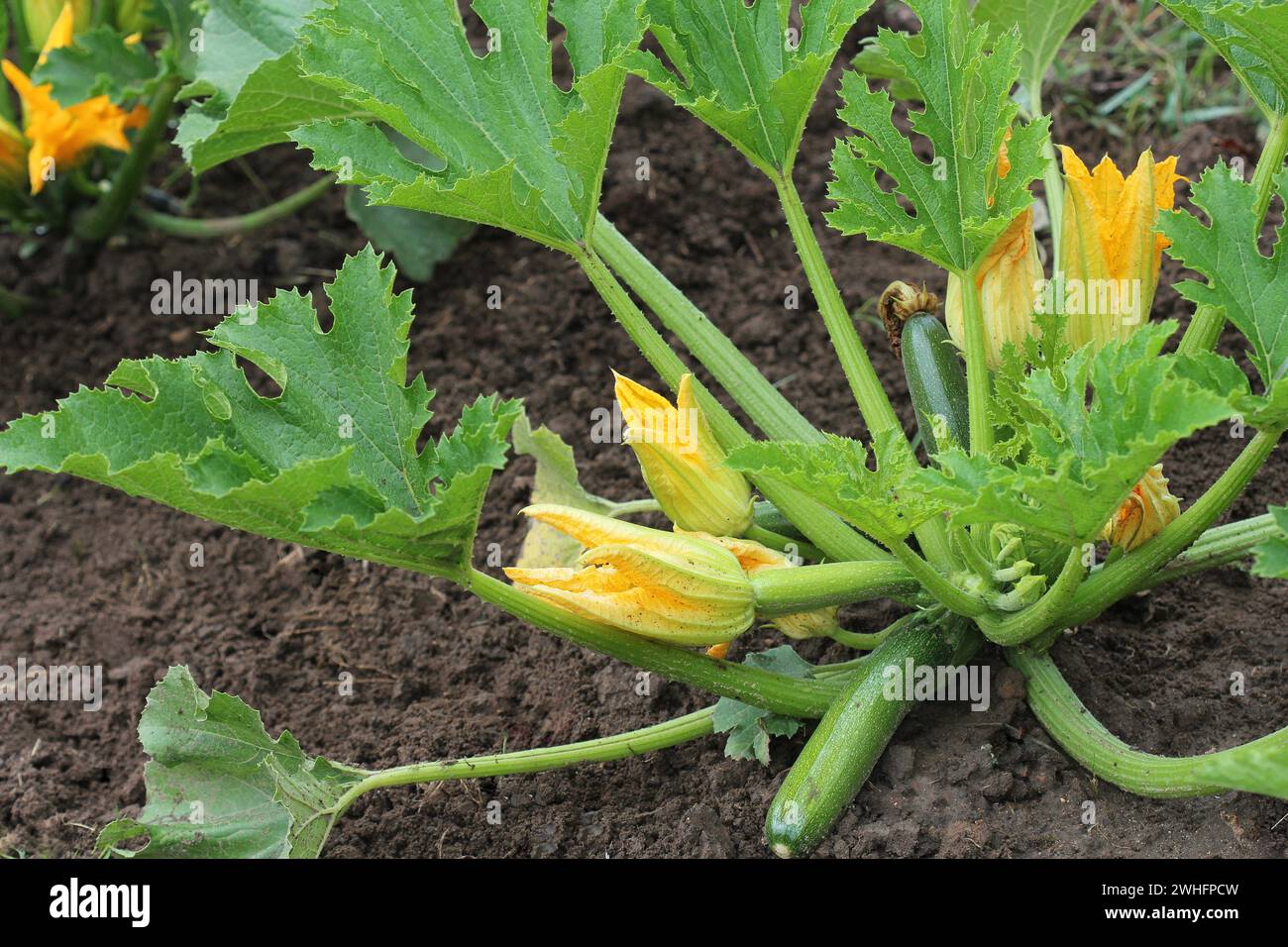 Zucchini plants in blossom on the garden bed Stock Photo - Alamy
