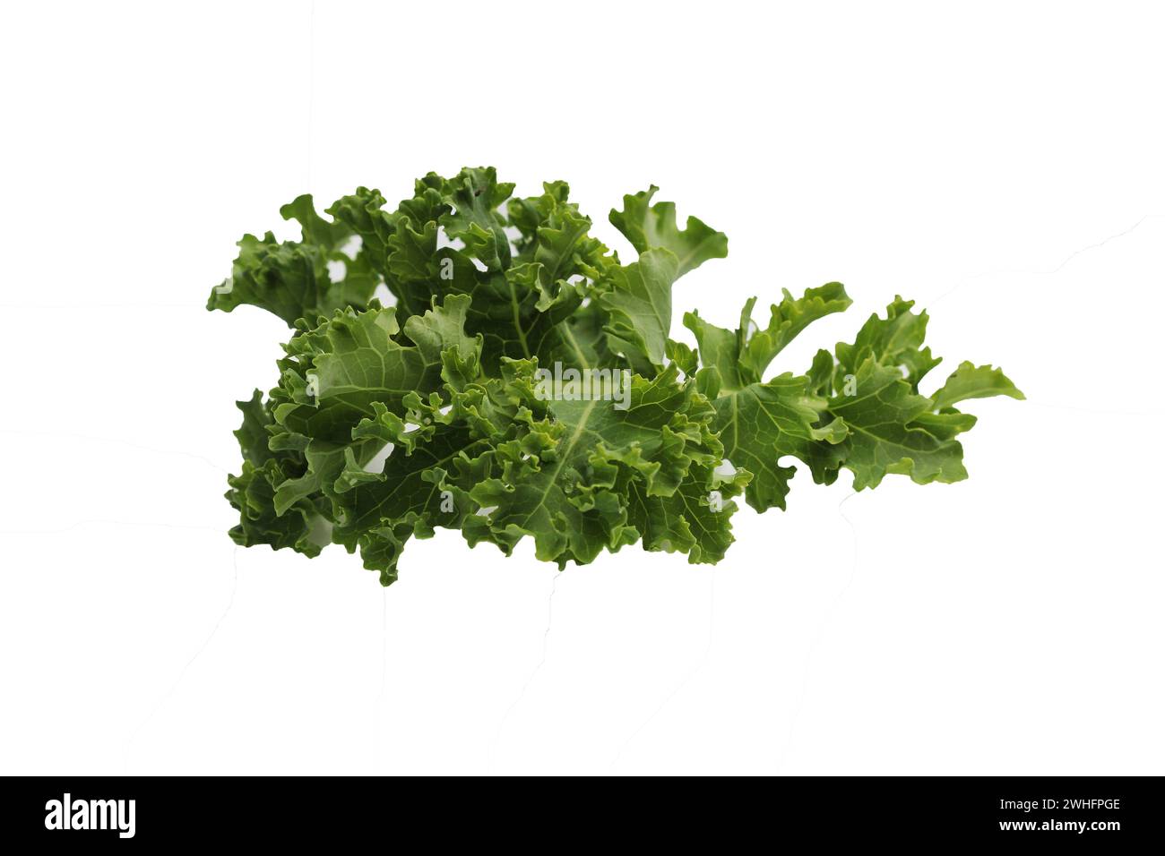 Green fresh kale leaf isolated on white background Stock Photo - Alamy