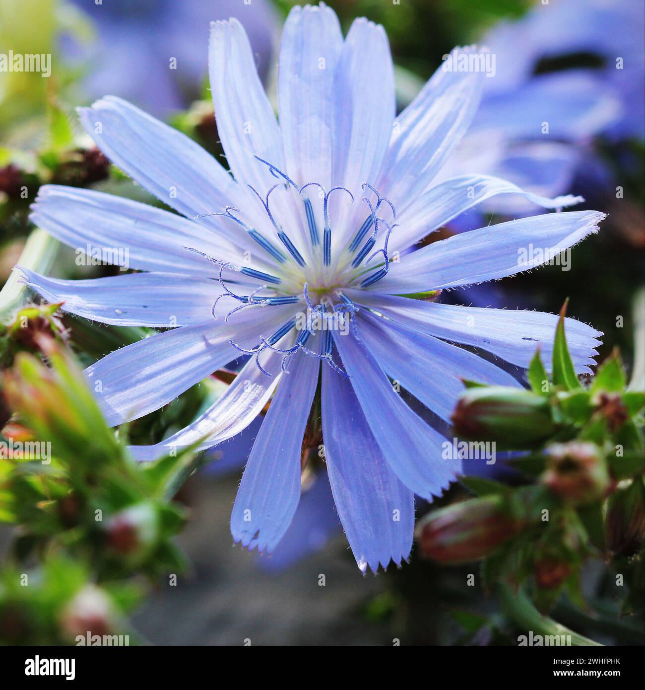 Flowering Cichorium plant, Wild endive, Cichorium pumilum, Flower of ...