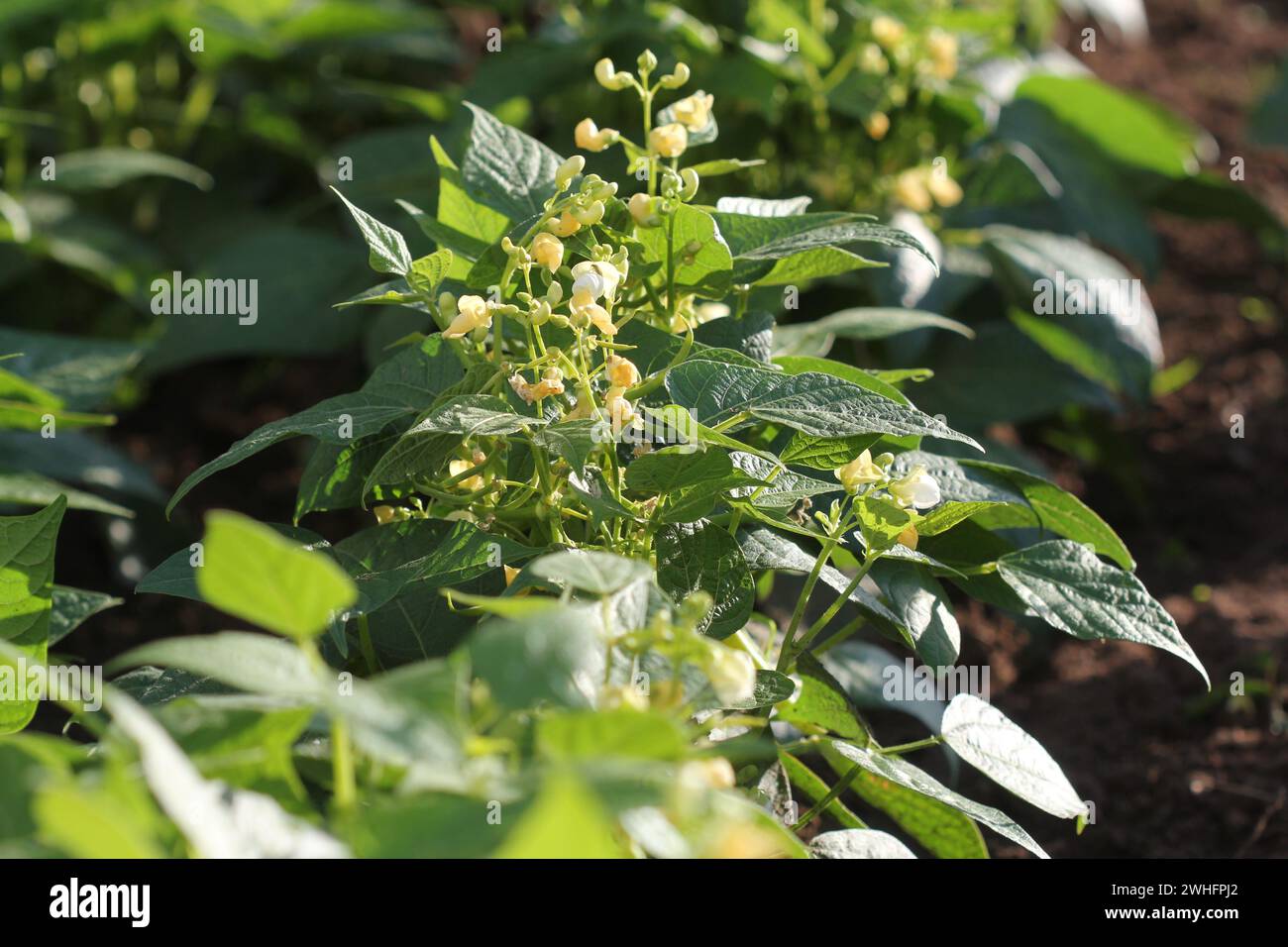 Green french beans plant in vegetables garden Stock Photo - Alamy