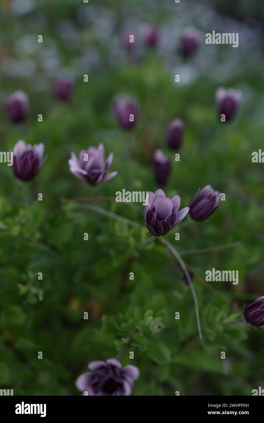 An african daisy flowers closing in the evening, shallow focus Stock ...