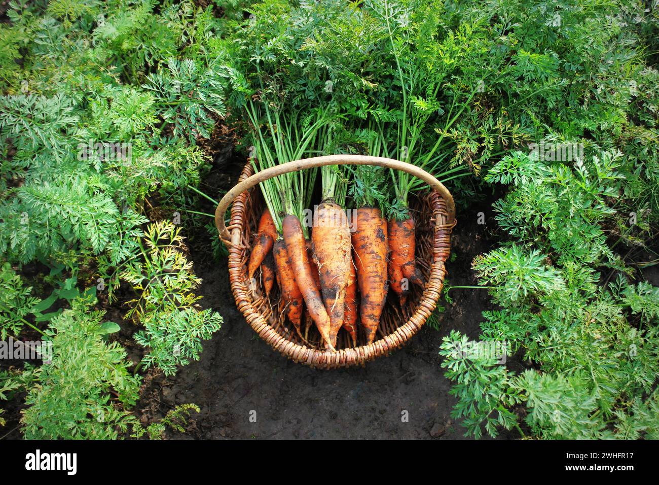 Harvesting carrots. Fresh carrots lying on ground Stock Photo - Alamy