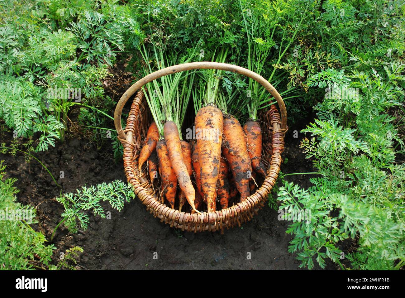 Harvesting carrots. Fresh carrots lying on ground Stock Photo - Alamy