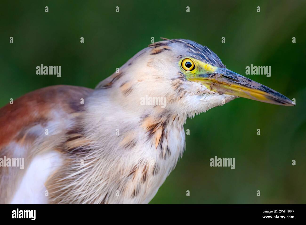 closeup of Indian pond heron in habitat Stock Photo - Alamy