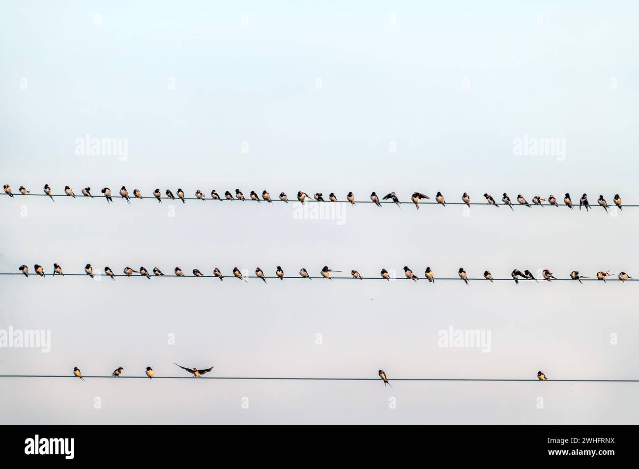 Bird on telephone wire vector hi-res stock photography and images - Alamy