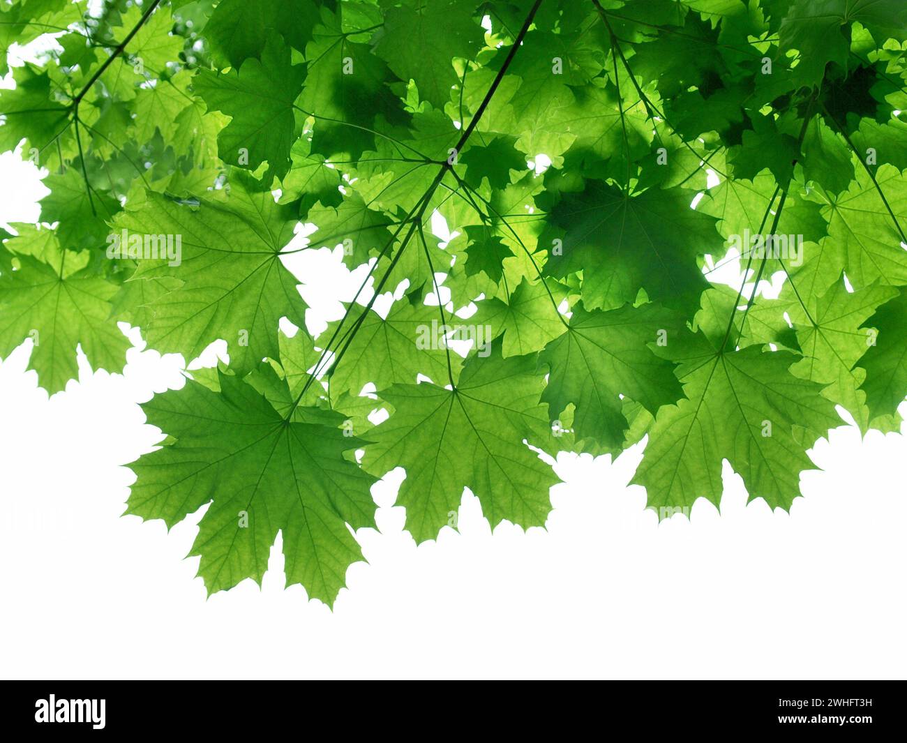 Maple tree canopy Stock Photo - Alamy