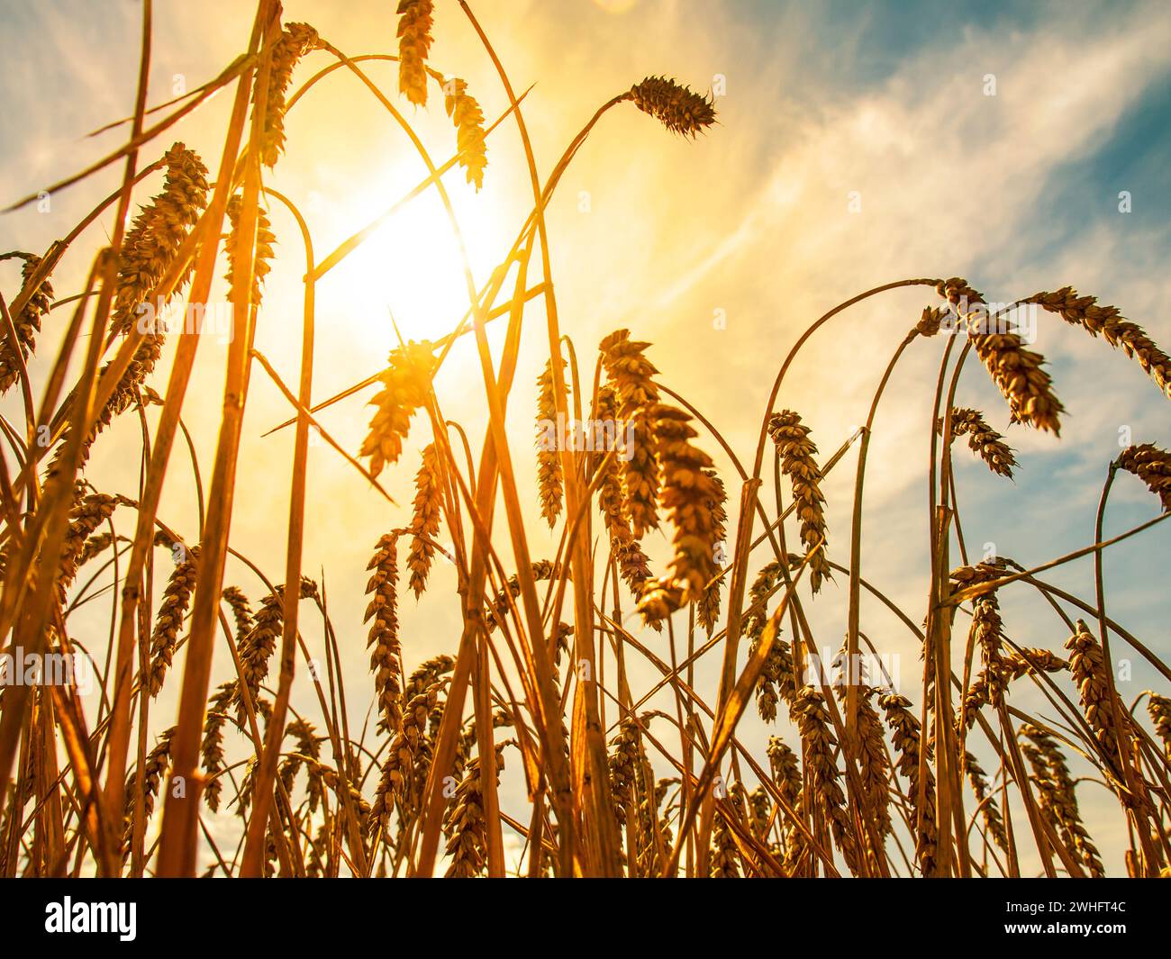 Wheat field sunshine hi-res stock photography and images - Alamy
