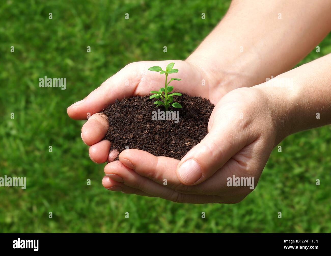 Hands seedling hi-res stock photography and images - Alamy