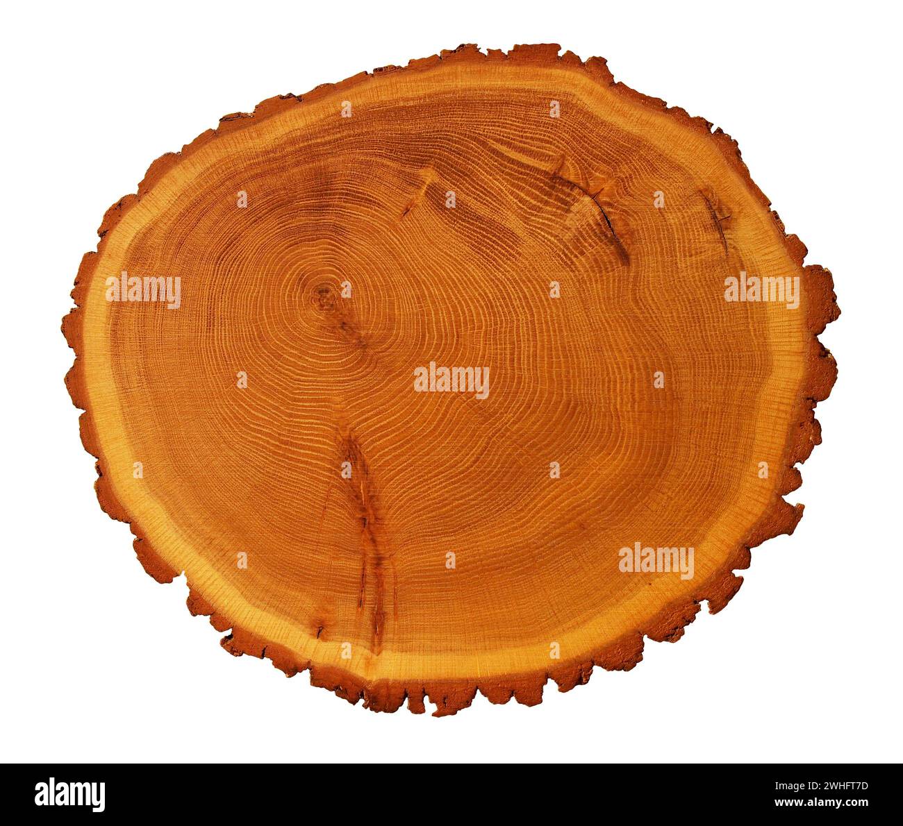 Tree slice hi-res stock photography and images - Alamy