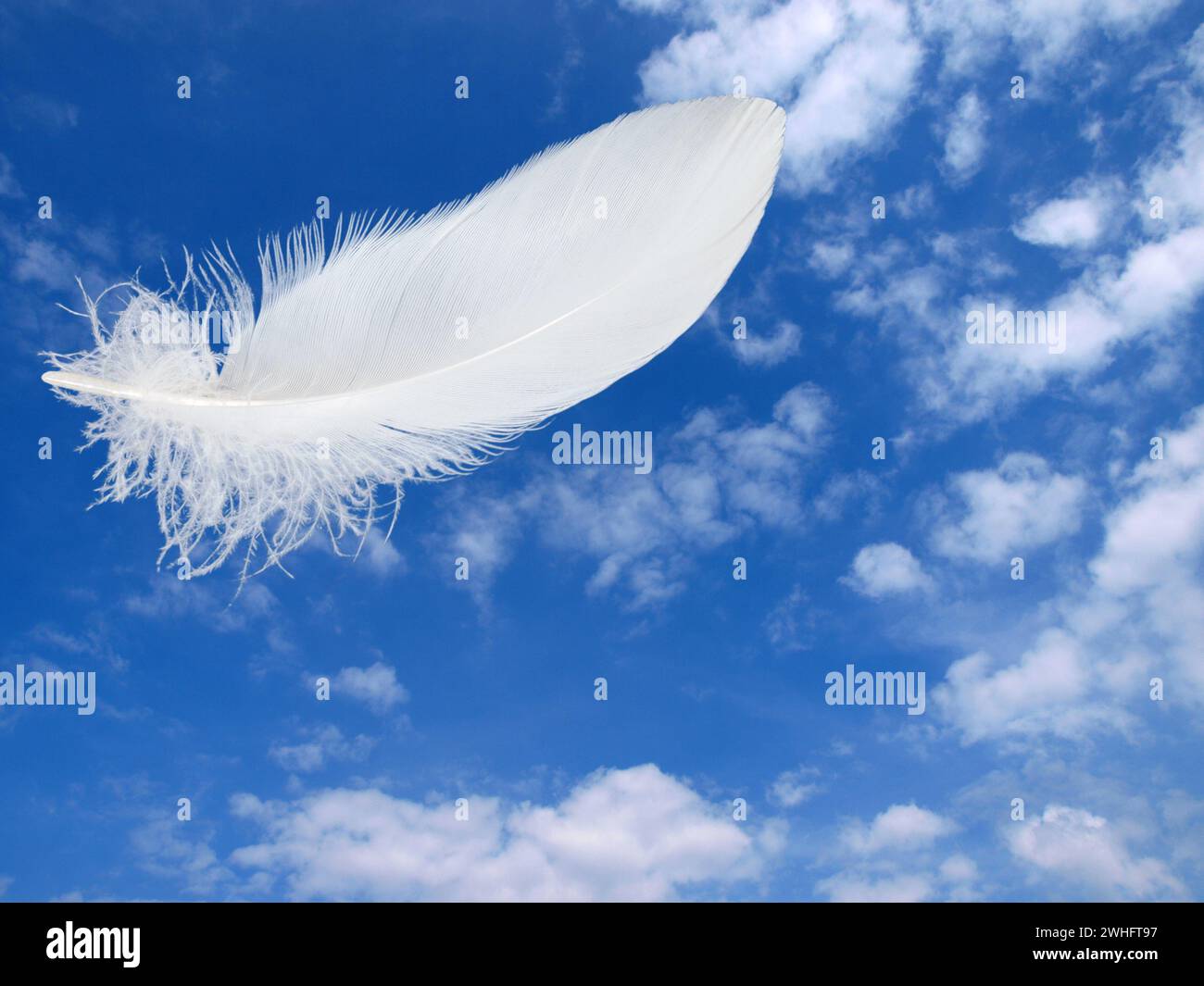 Feather flies in the sky Stock Photo - Alamy