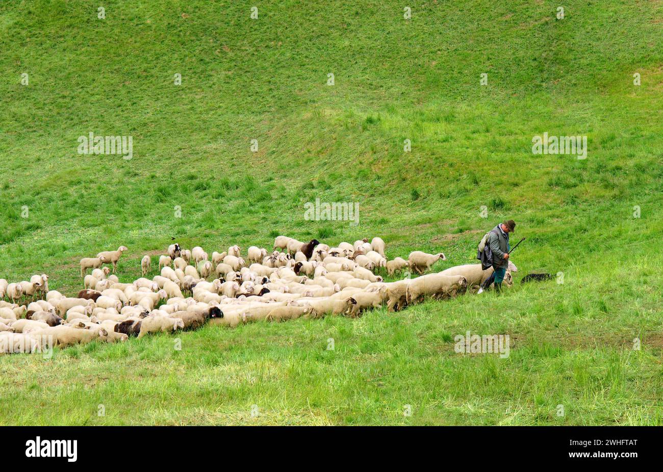 Large flock of sheep with shepherd on lush green pasture Stock Photo ...