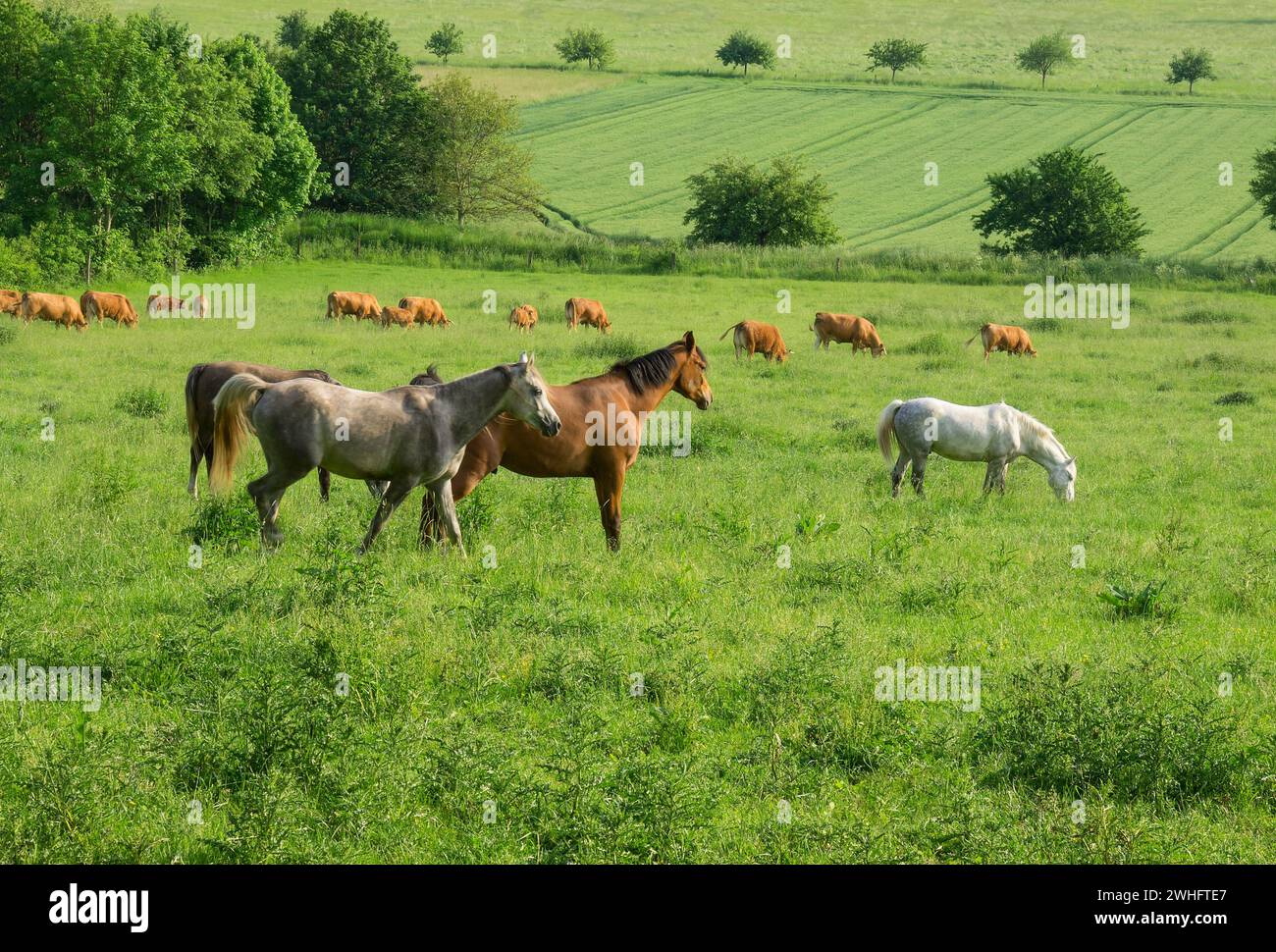 Lush pasture hi-res stock photography and images - Alamy