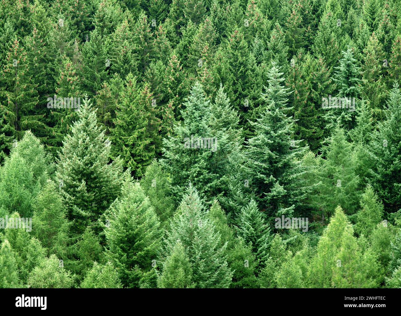 Forest of conifers hi-res stock photography and images - Alamy