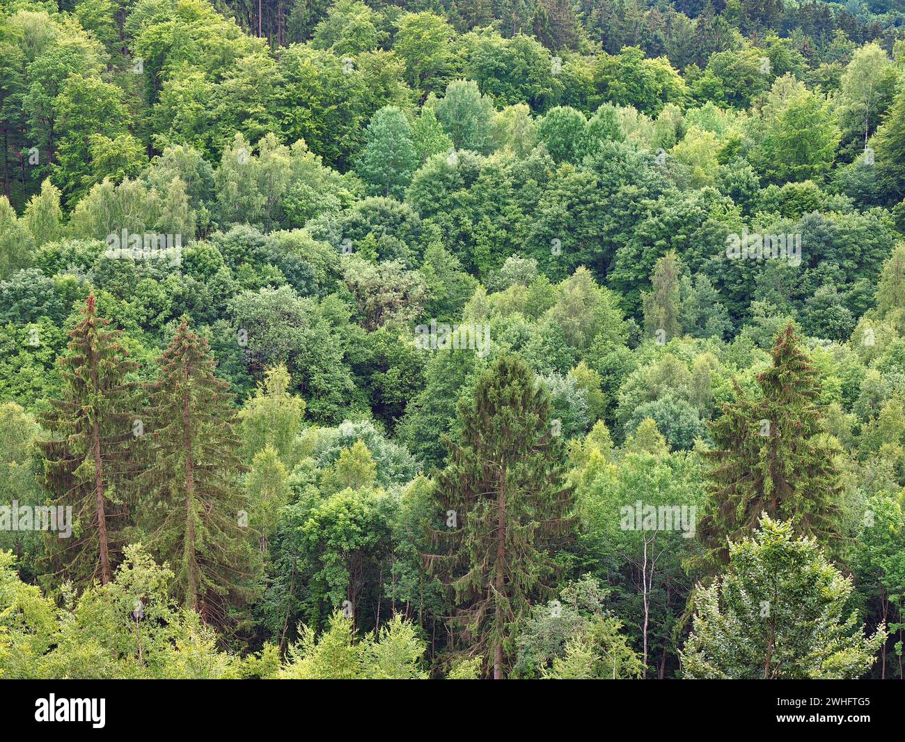 Mixed forest in the Harz Mountains with various tree species Stock ...