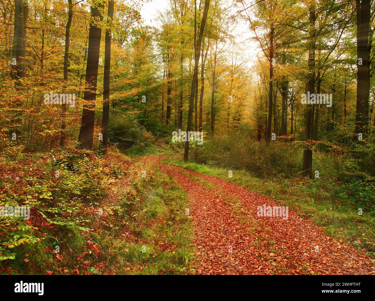 Forest path in the sunshine Stock Photo - Alamy
