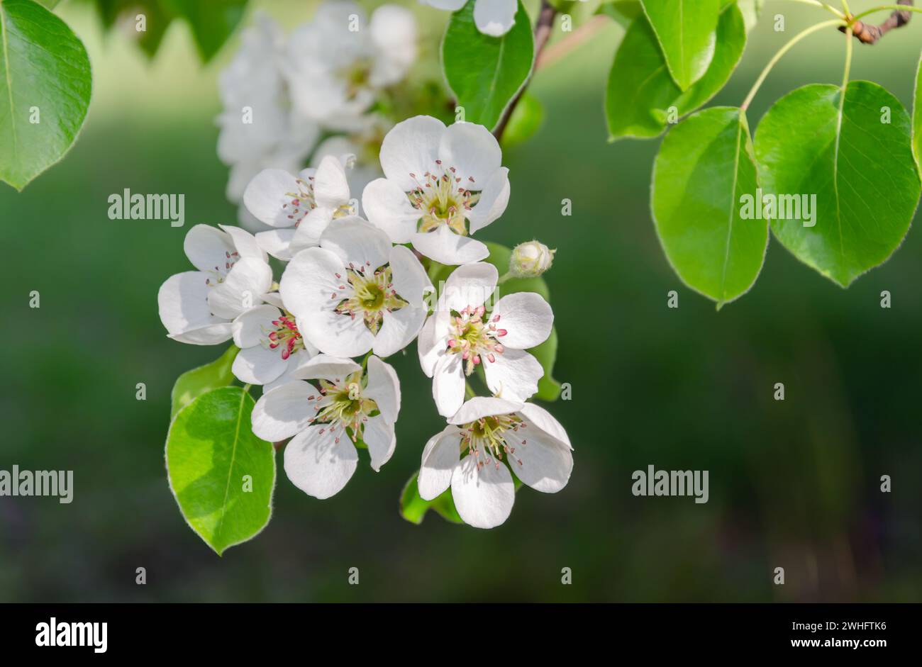 Pear flowers with white Stock Photo - Alamy