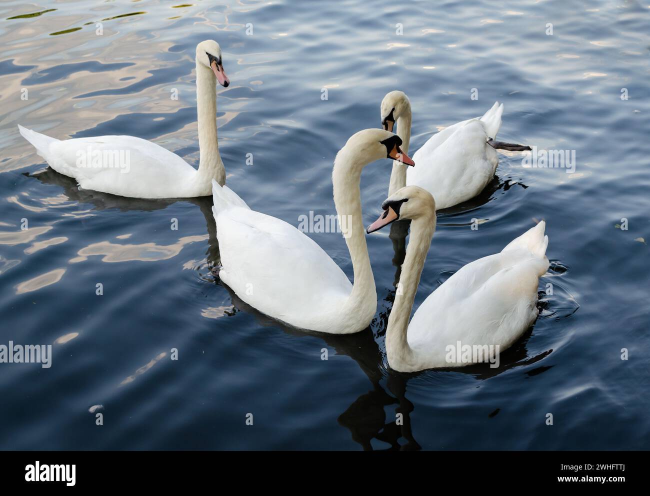 Summer green with pond and swans hi-res stock photography and images ...