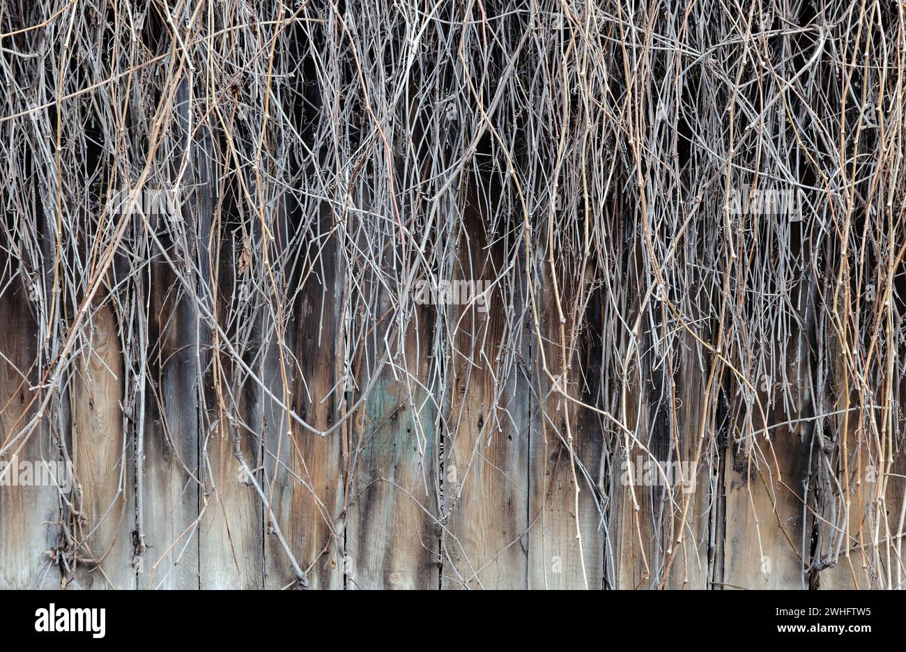 wooden fence entwined with branches of a bush, close-up for background ...