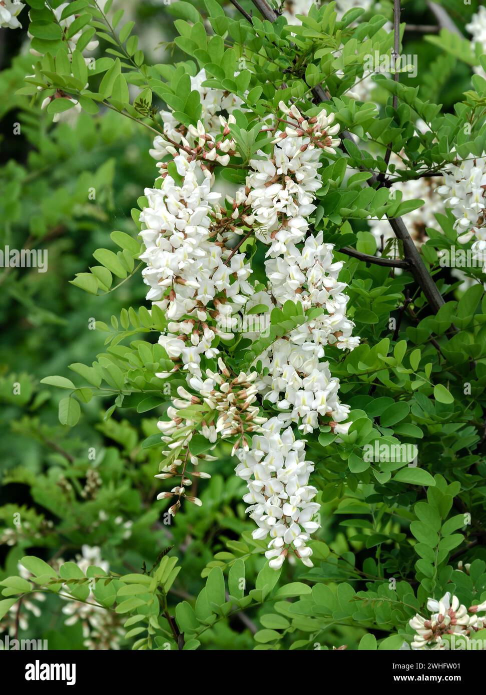 Flowering acacia tree hi-res stock photography and images - Alamy