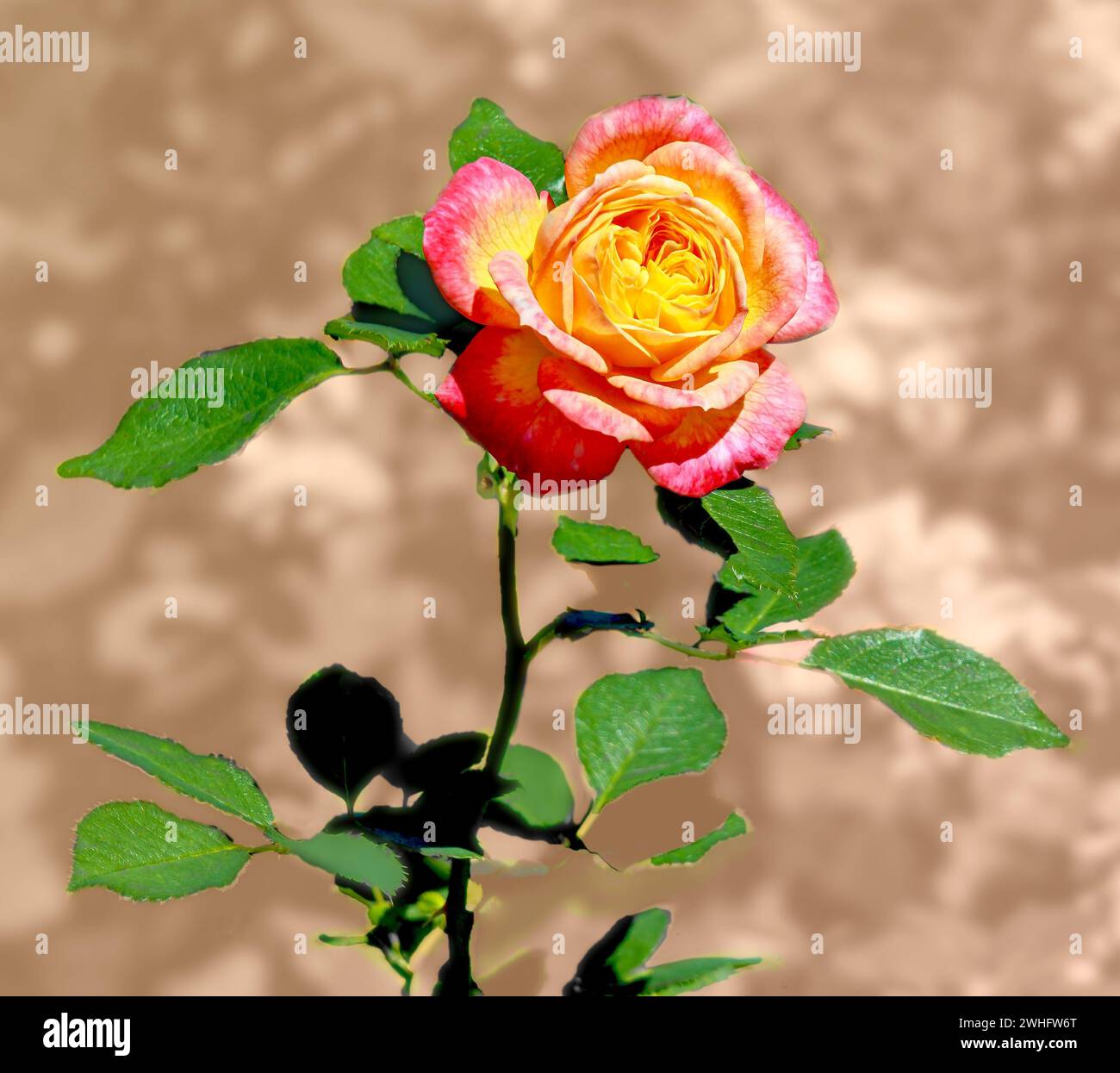 Petal colors hi-res stock photography and images - Alamy