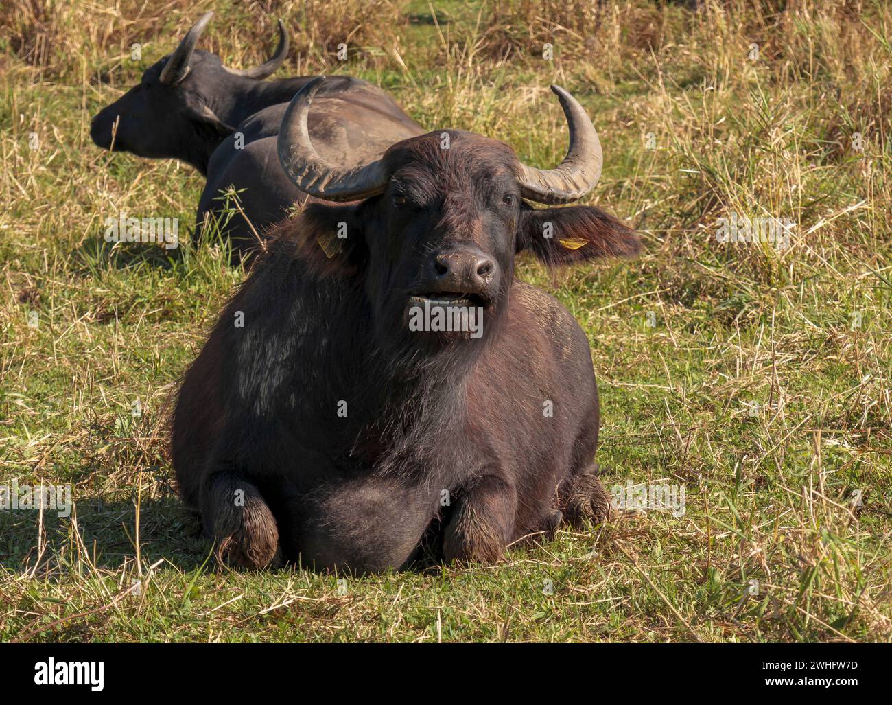 Water Buffalo, Ruminant, Swabian Alb, Southern Germany, September Stock ...