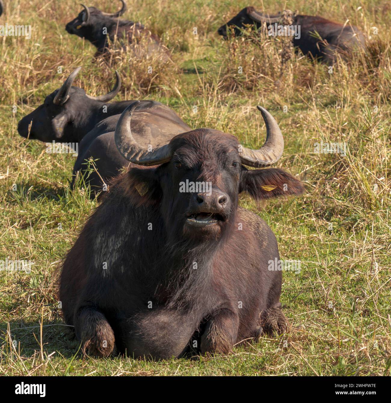 Ruminant hi-res stock photography and images - Alamy