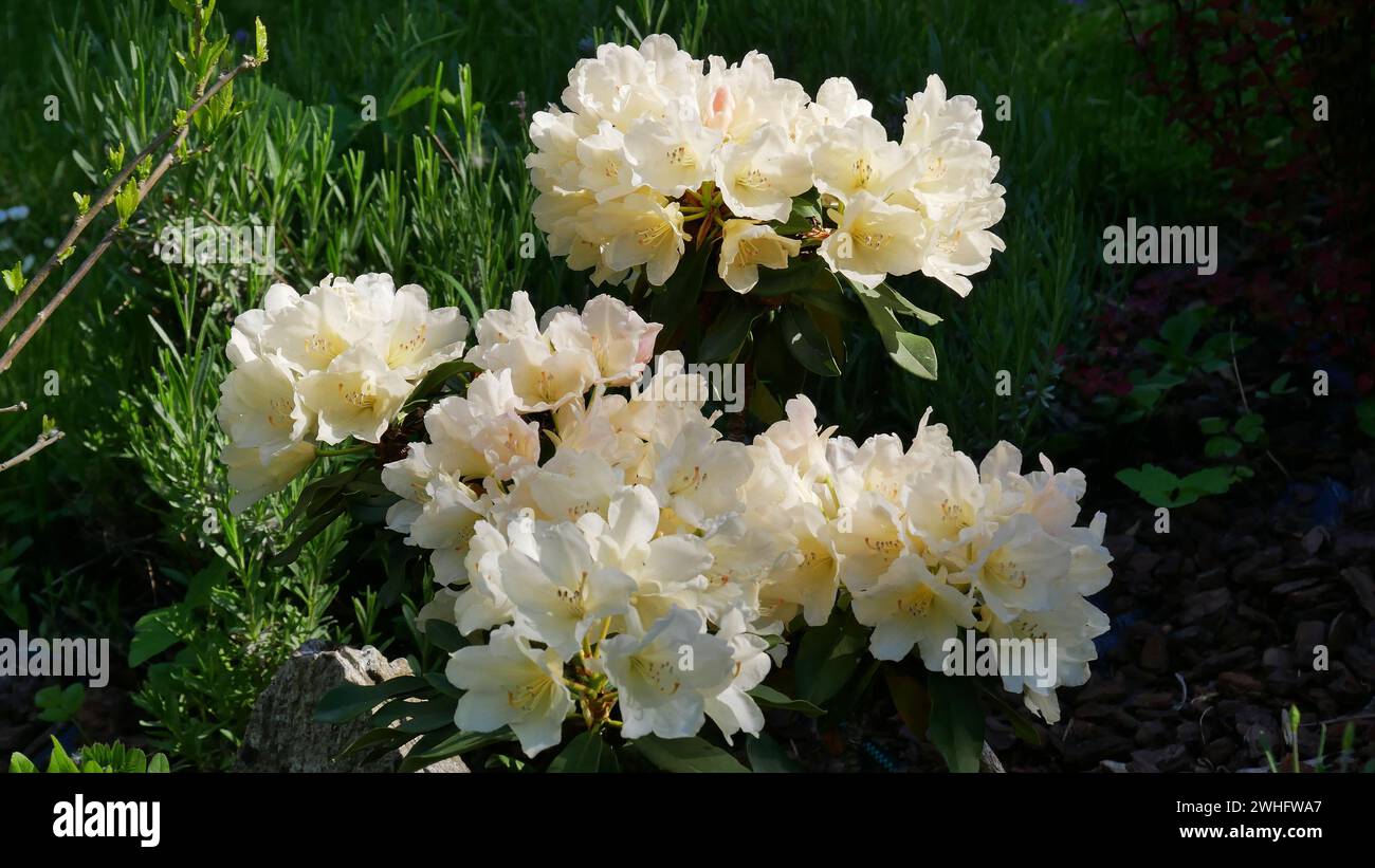 Cream-colored blooming rhododendron Stock Photo - Alamy