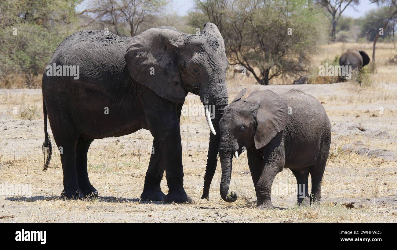 Gra aytes lebendes landtier hi-res stock photography and images - Alamy