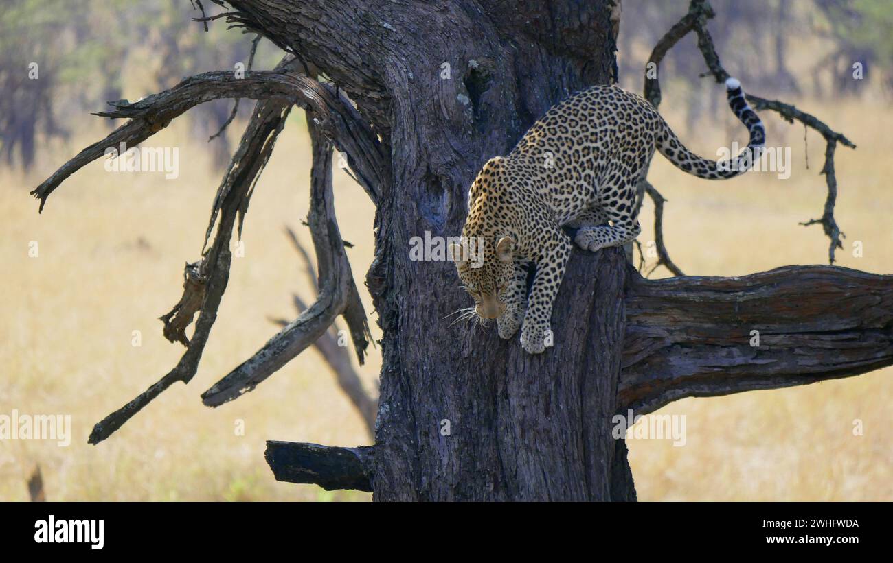 Leopard sitting on tree hi-res stock photography and images - Alamy