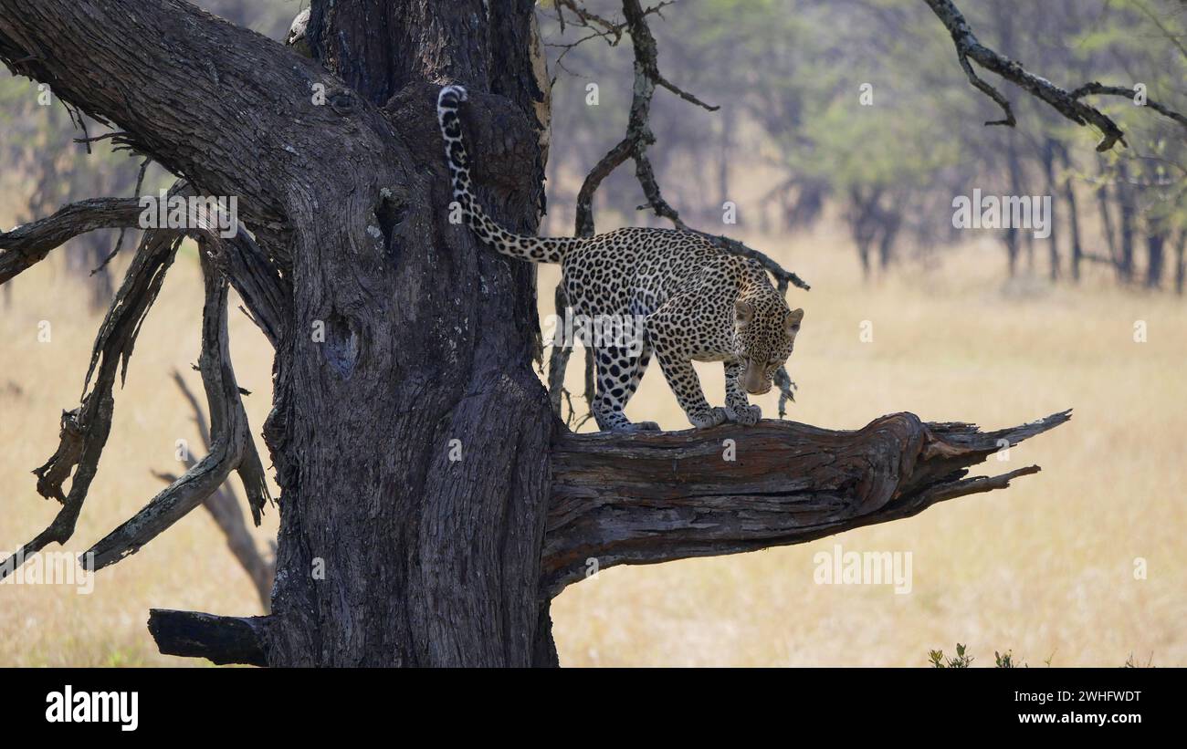 Leopard sitting on tree hi-res stock photography and images - Alamy