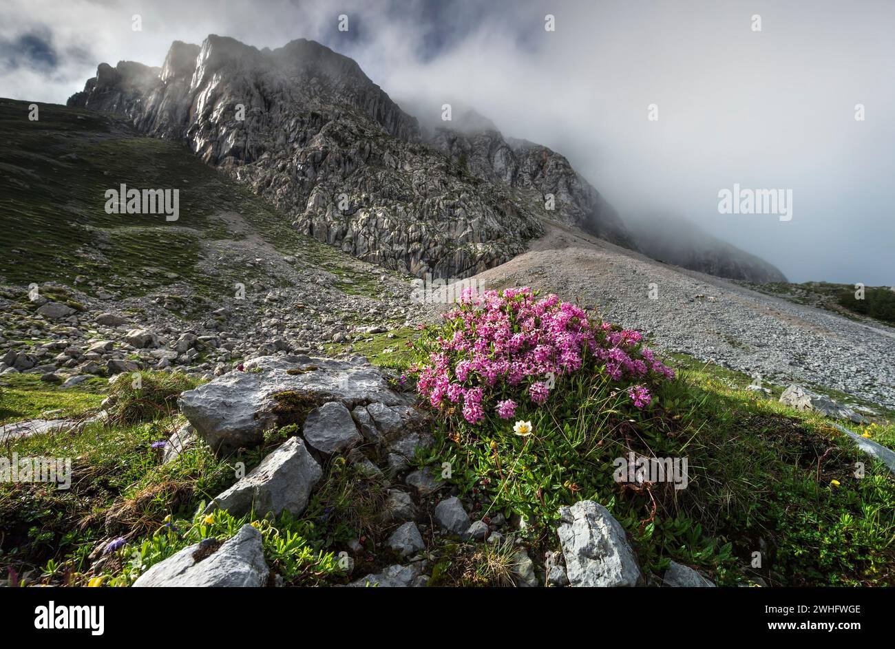 Pink flowers on rocks in Alps Stock Photo - Alamy