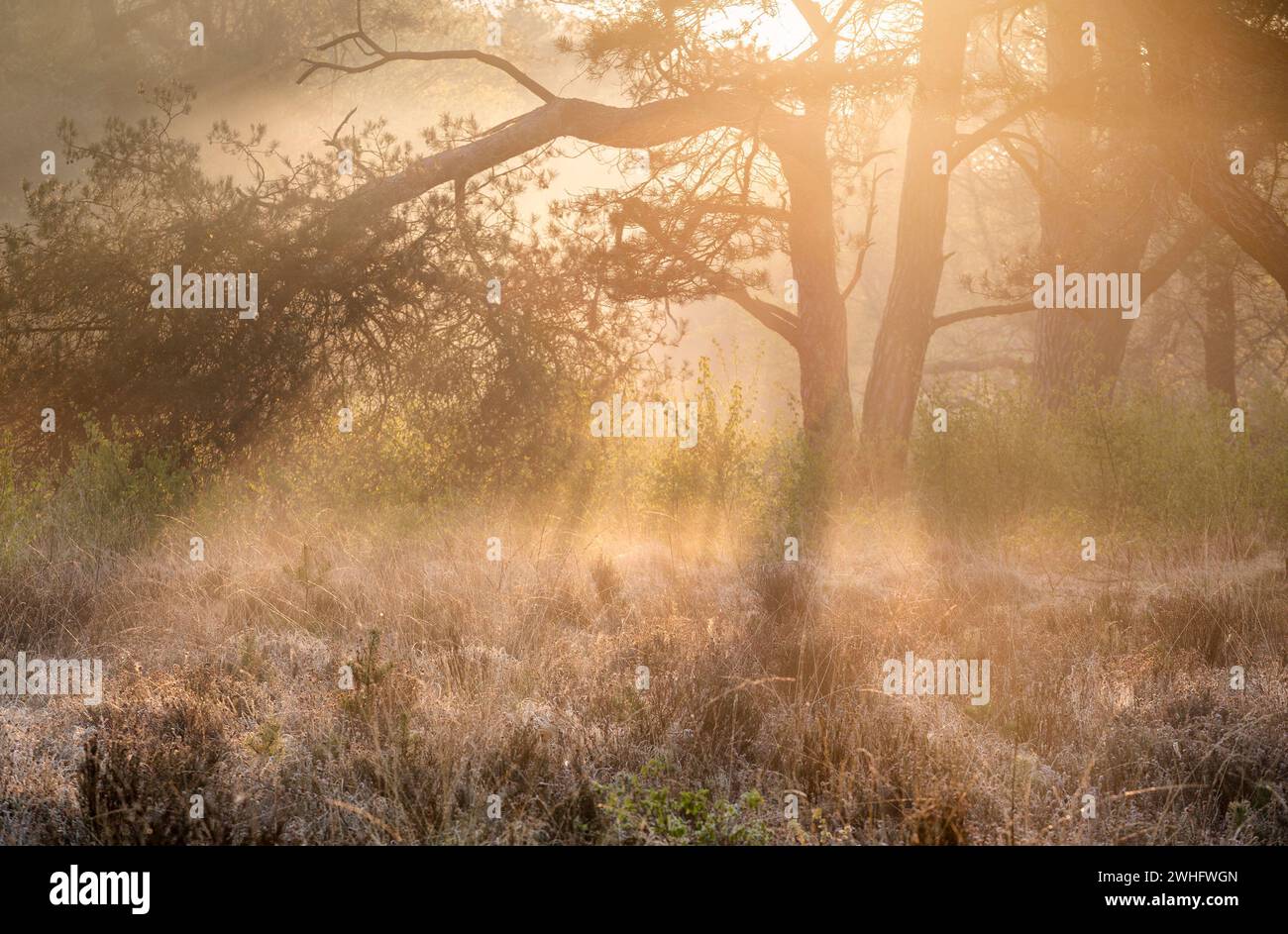 Sunrise beam hi-res stock photography and images - Alamy
