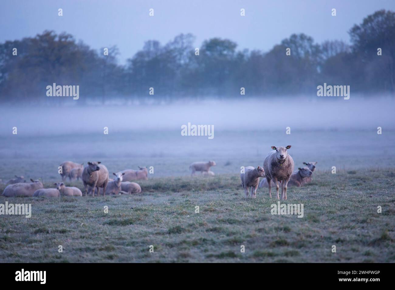 Sheep herd in morning fog Stock Photo - Alamy