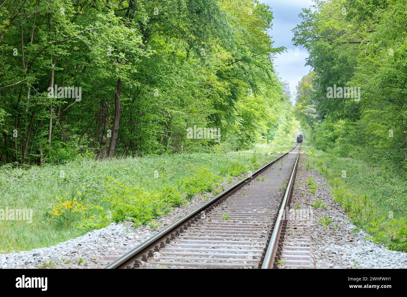 Train on railway in green forest between trees Stock Photo - Alamy