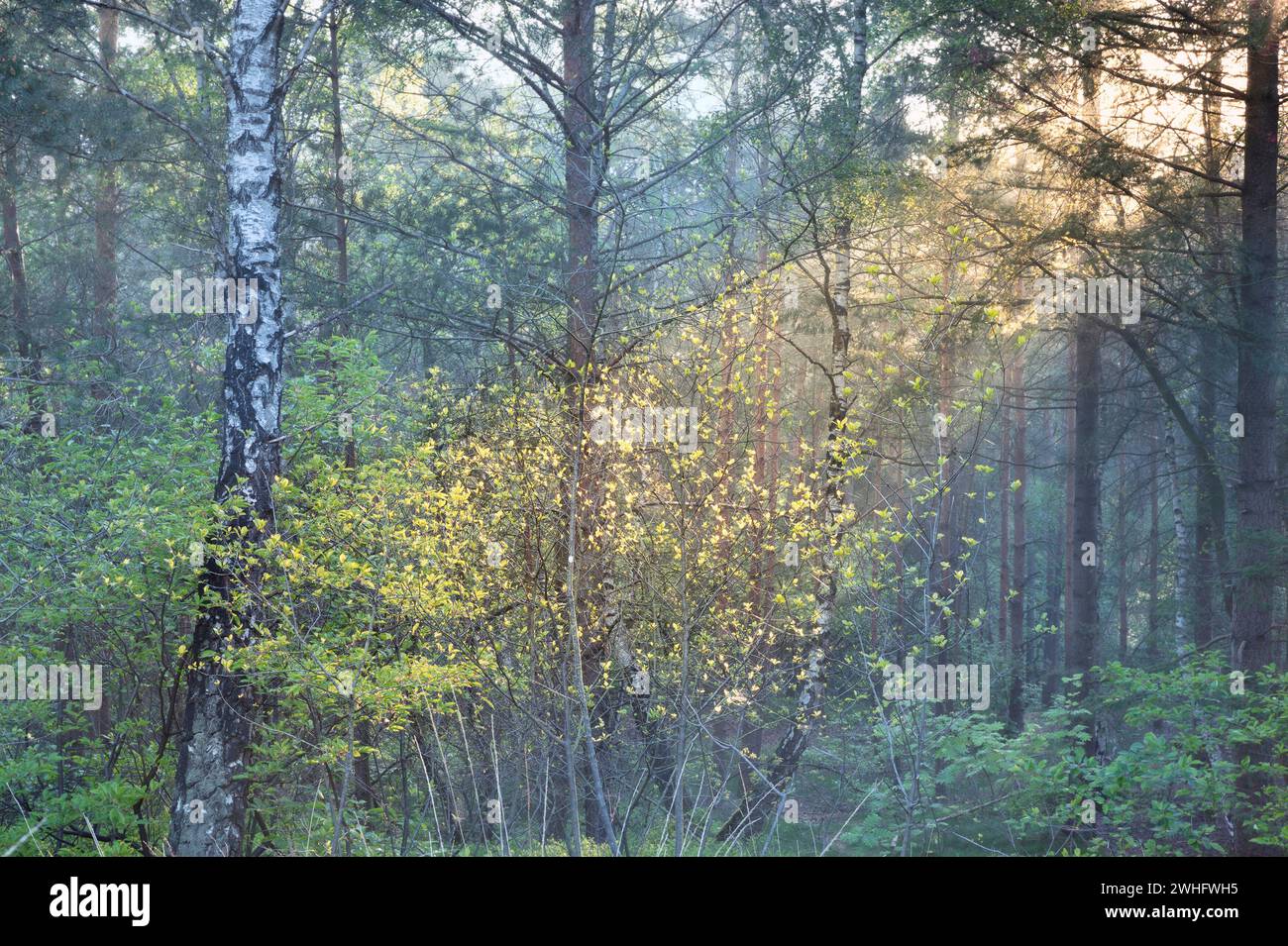 Forest sunbeam hi-res stock photography and images - Alamy
