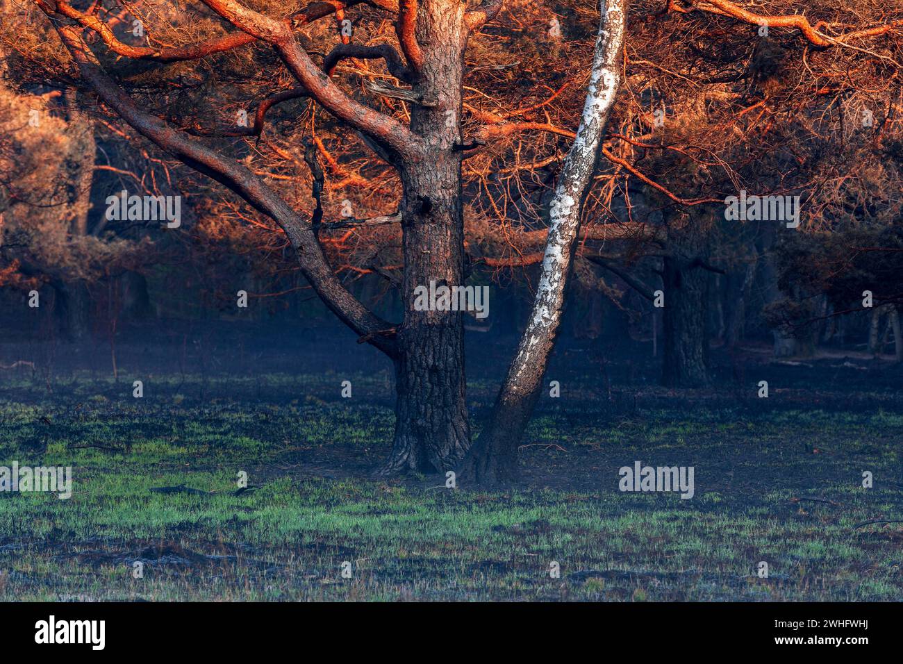 Fire birch hi-res stock photography and images - Alamy