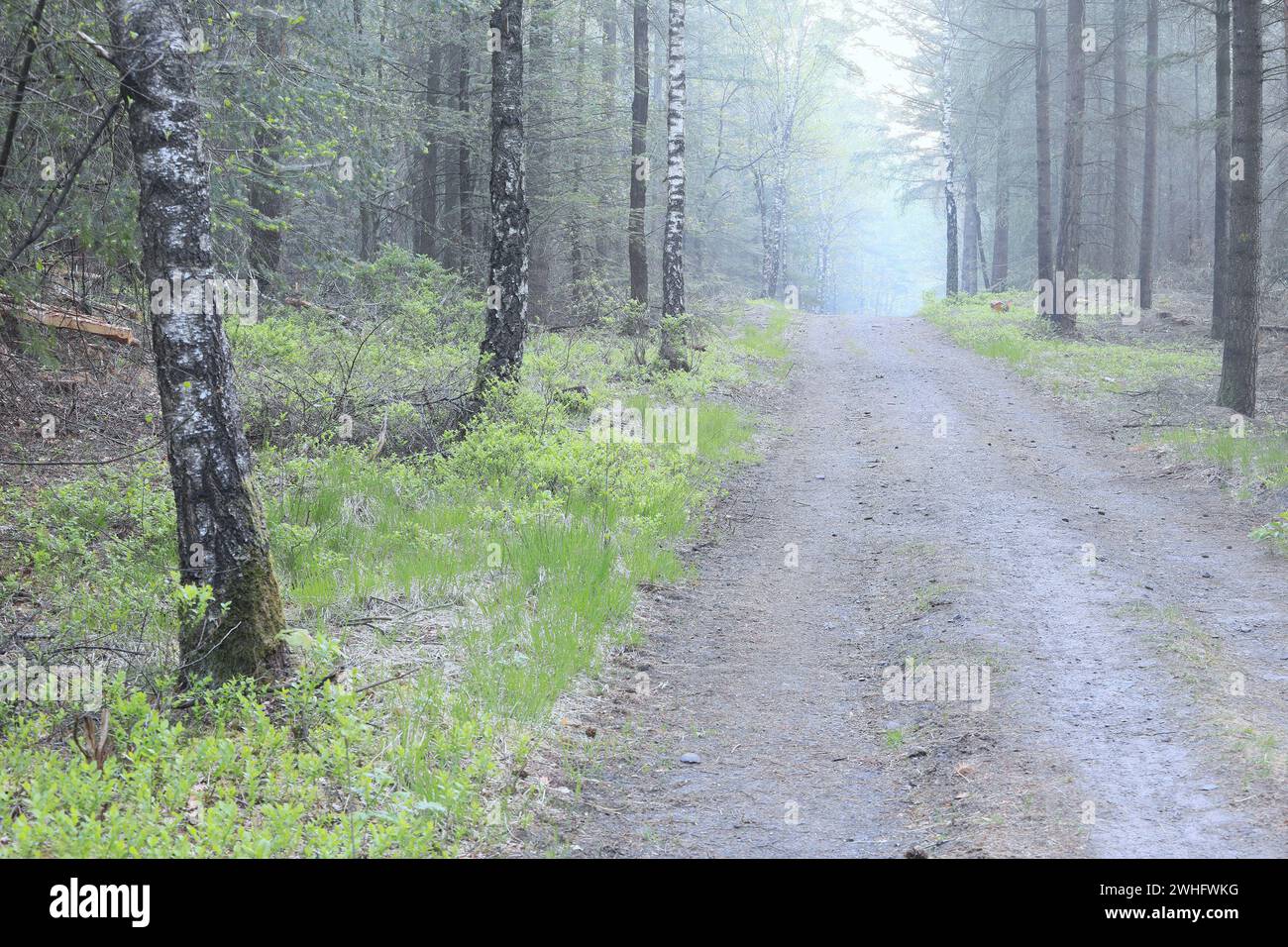 Woodland path with fog hi-res stock photography and images - Alamy
