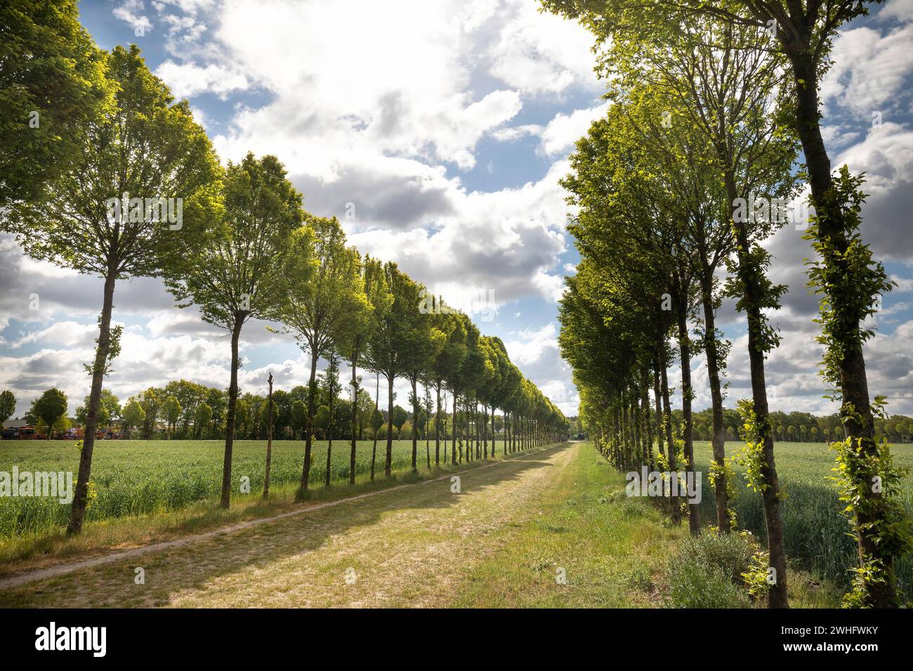 Tree rows in sunshine Stock Photo - Alamy