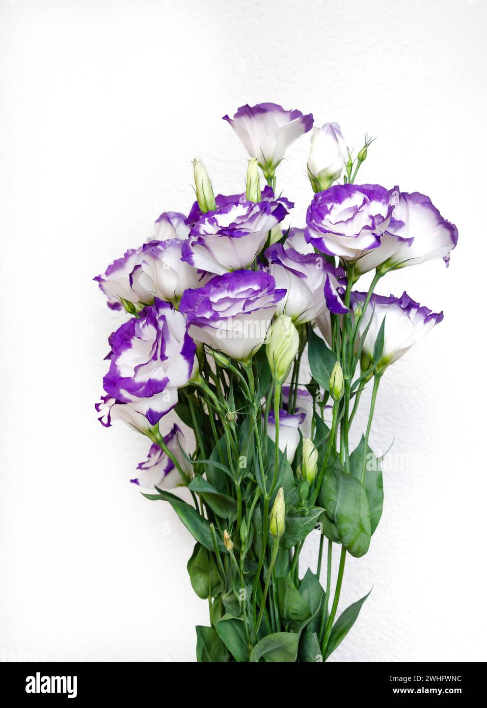 Beautiful pink eustoma flowers isolated on white background Stock Photo ...