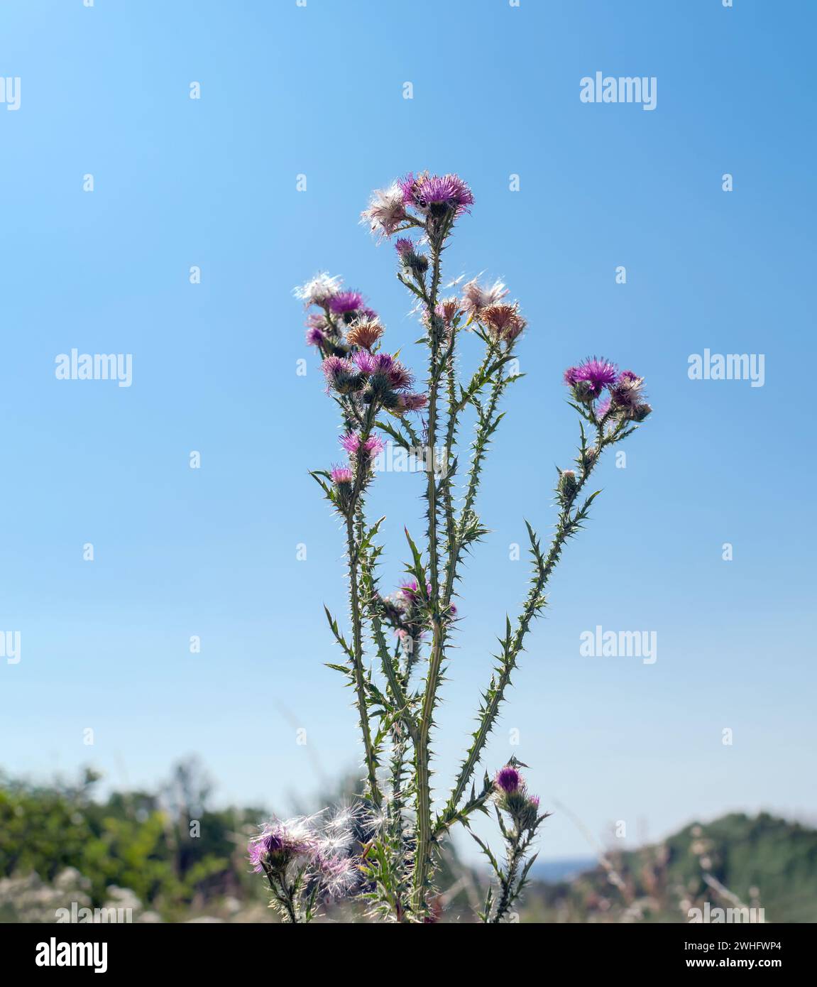 Silybum marianum milk thistle leaves hi-res stock photography and ...